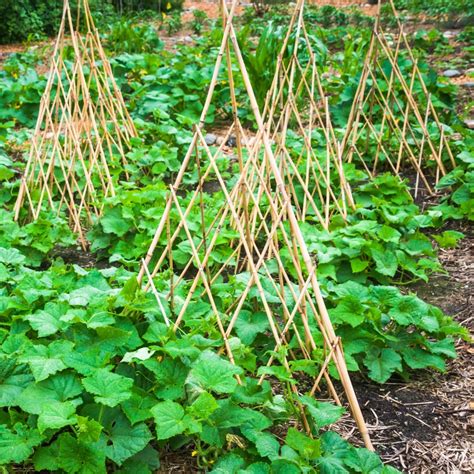What Plants Grow On Trellises
