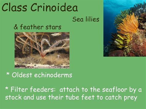 Ppt Exploring The Fascinating World Of Echinoderms Powerpoint