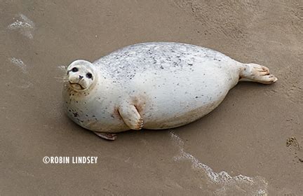 Harbor Seal Pupping Season Well Underway In Washington