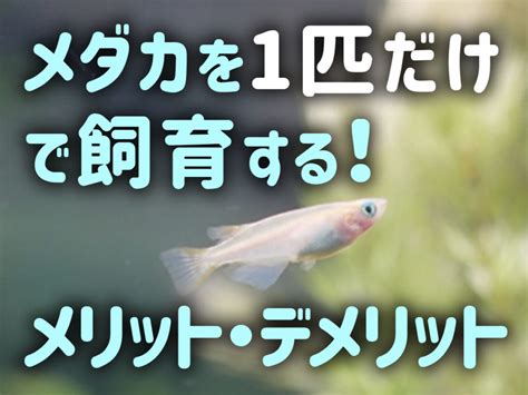 メダカを1匹だけで飼育する方法｜メリット・デメリットや管理も紹介｜東京アクアガーデン