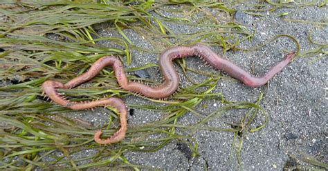 Blood Worms Essential Nutrition Facts For Aquarists Learn About Nature