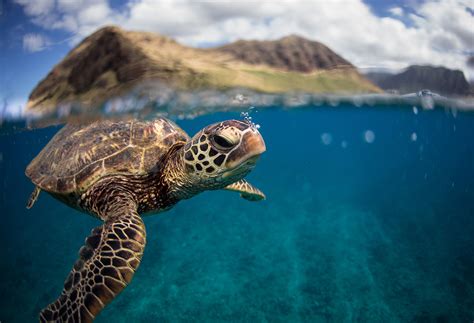 Las Mejores Fotos De National Geographic Infobae