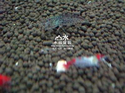 Atyoida pilipes 石紋網球蝦 已售出 山水水族量販