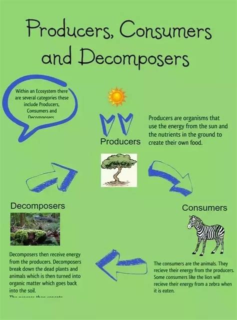 3 Secondary Consumers From A Forest Ecosystem
