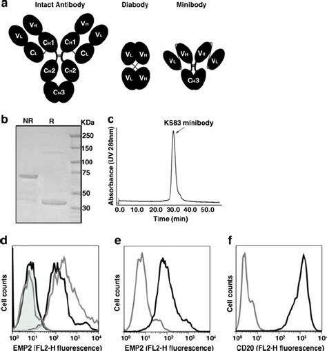 Characterization Of Purified Ks83 Minibody A Schematic Representation