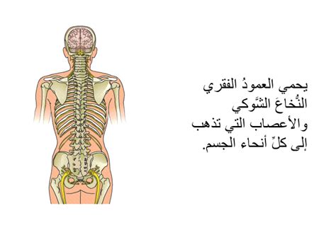 عرق النسا