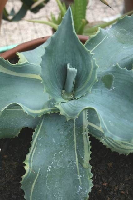 Jlbg Agave Gypsophila Ssp Pablocarrilloi Marginata