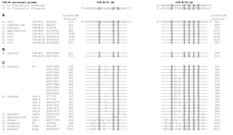 Partial Dna Sequence Alignment Of A Ctx M Type Sequences E Coli Download Scientific Diagram