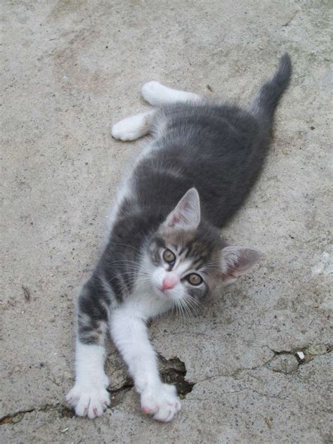 Balthazar chaton mâle tigré gris et blanc