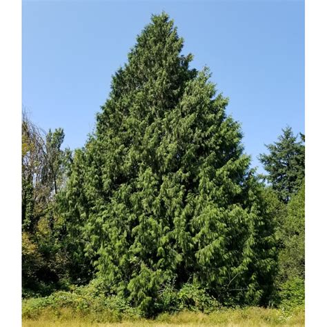 Western Red Cedar