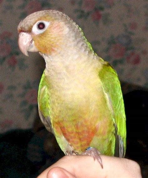 How To Get A Fabulous Pineapple Conure On A Tight Budget