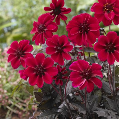 Dahlia Dark Angel Dracula
