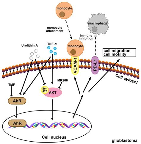 Schematic Diagrams Of Urolithin A Signaling Pathways That Inhibit Gbm