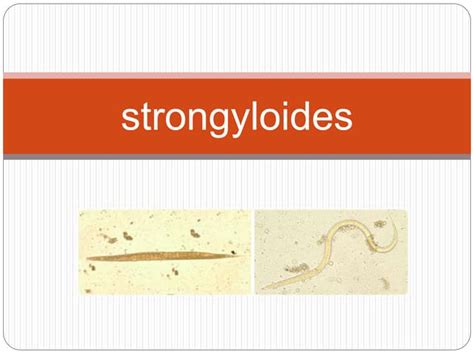 Strongyloides Ppt