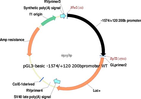 Addgene Pgl3 1574120