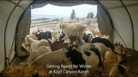 Getting Kiko Goats Ready For Winter Youtube