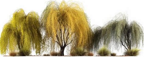 Premium Ai Image Weeping Willow Grass On White Background Stunning Nature Vector Illustration