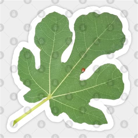 Fig Leaf Plant Sticker Teepublic