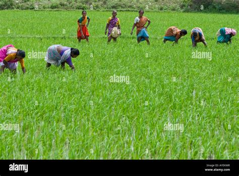 Women Working In A Rice Field In Gingee In Tamil Nadu South India Stock