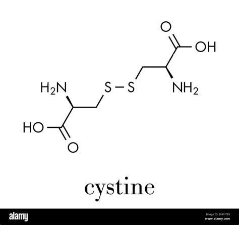 Cystine Molecule Oxidized Dimer Of The Amino Acid Cysteine Skeletal Formula Stock Vector Image