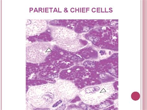 Histology Of Stomach By Dr Sobia Ibrahim Assistant
