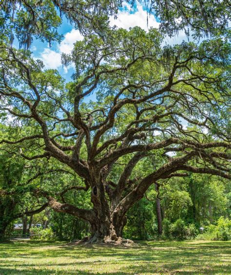 Southern Live Oak Bower And Branch