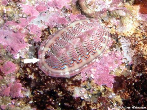 Phylum Mollusca Class Polyplacophora