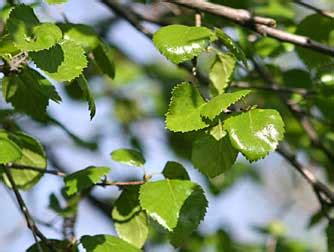 Water Birch Tree Pictures And Information