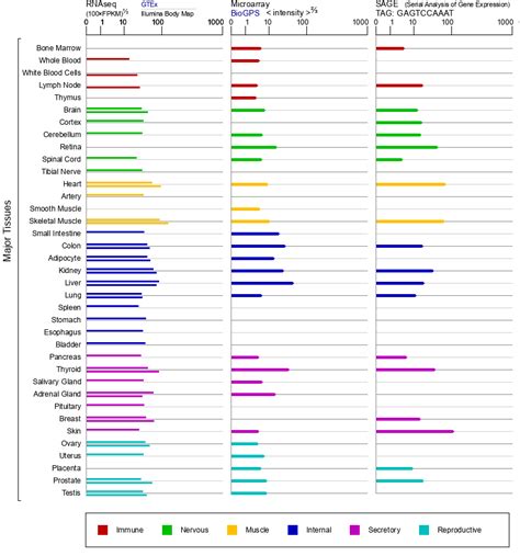 Phyh Gene Genecards Pahx Protein Pahx Antibody