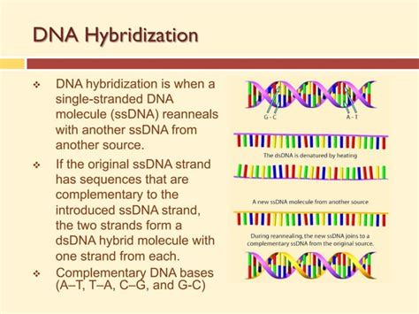 dna microarray presentation dna fingerprinting dna biotechnology ppt