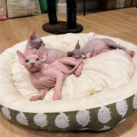 Sphynx Cat For Salehairless Cats Sphynx Kittens For Sale1