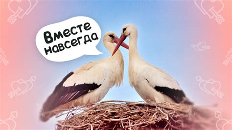 Топ 10 самых верных животных в мире рейтинг экспертов Aply