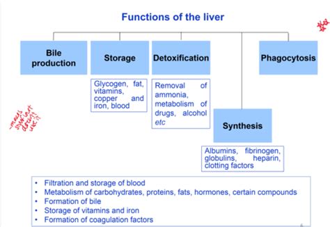 Hepatobiliary Secretions And GI Peptides Flashcards Quizlet