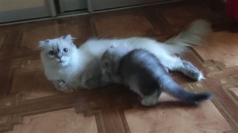 😻 Продаётся котёнок 😻 Вислоухая чистокровная ШОТЛАНКА 😻 Скоттиш фолд от 8 06 2023 😻 0968349505