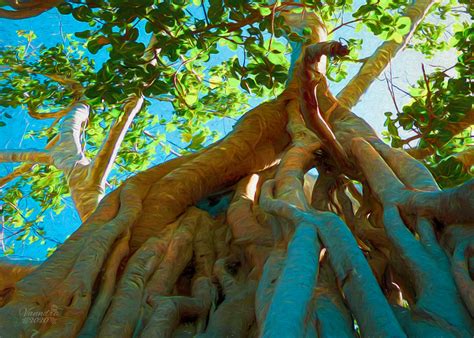 Moreton Bay Fig Tree By Vanndra On Deviantart