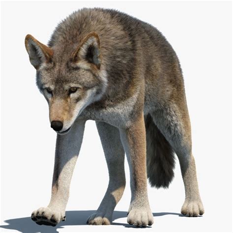Wolf 3d Models For Download Promax3d
