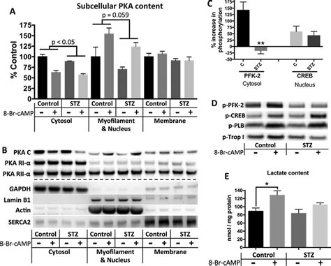 Improper Subcellular Pka Localization And Content Is Accompanied By