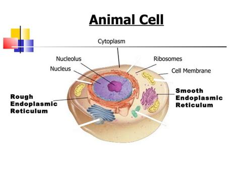 Cell Structures Functions And Transport Ppt