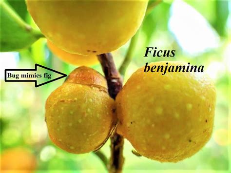 Ficus Benjamina Stink Bug Mimics Fig The Figs Of Borneo