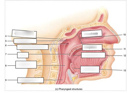 Pharyngeal Structures Diagram Quizlet