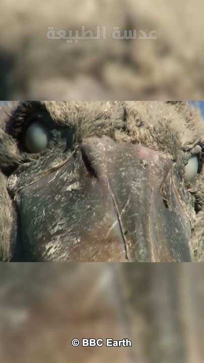 الجانب المظلم في حياة طائر ابو مركوب Youtube