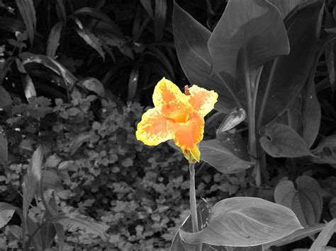仰光爬山虎 花朵 植物 Pixabay上的免费照片 Pixabay