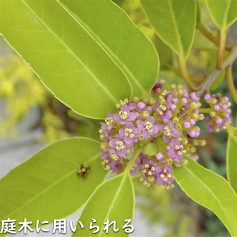 楽天市場ナナミノキ 株立ち 2 5m 露地 苗木トオヤマグリーン