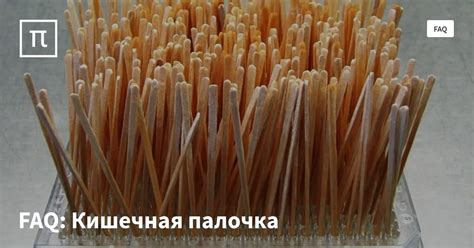 Faq Кишечная палочка — все самое интересное на ПостНауке