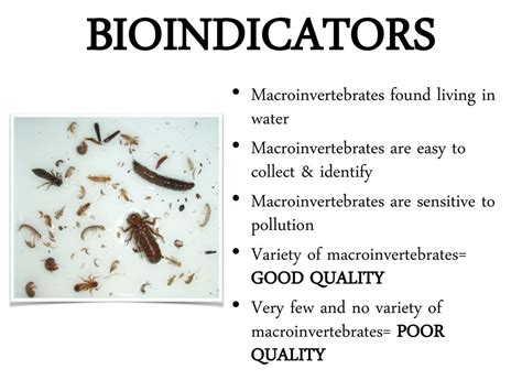 Water Quality Ppt Download