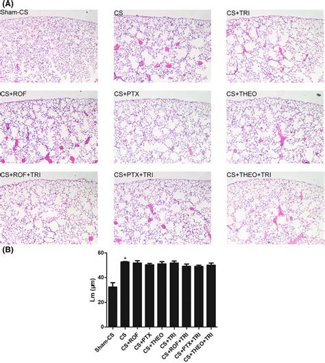 Long‐term Cigarette Smoke Cs Exposure Induced Emphysema‐like Download Scientific Diagram