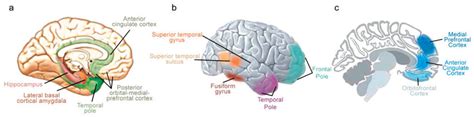 Brain Regions Implicated In Social Cognition And Executive Function Download Scientific