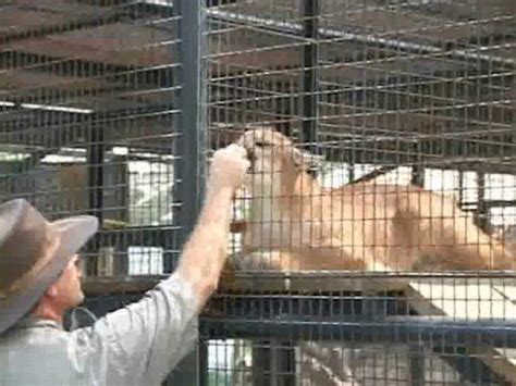 Training Cougar Cubs YouTube