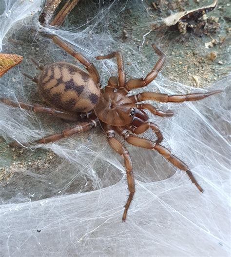 Banded Tunnelweb Spider R Newzealandwildlife