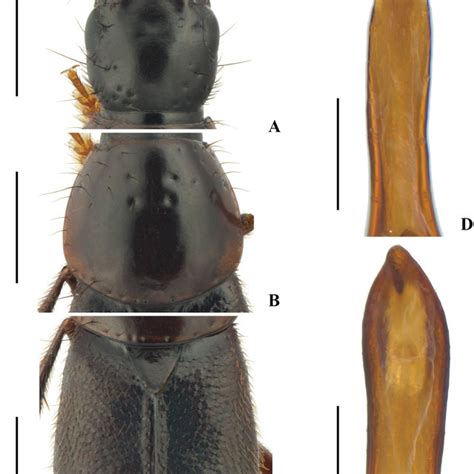 Quedius Microsaurus Purus Sp Nov A Male Sternite Viii B Male